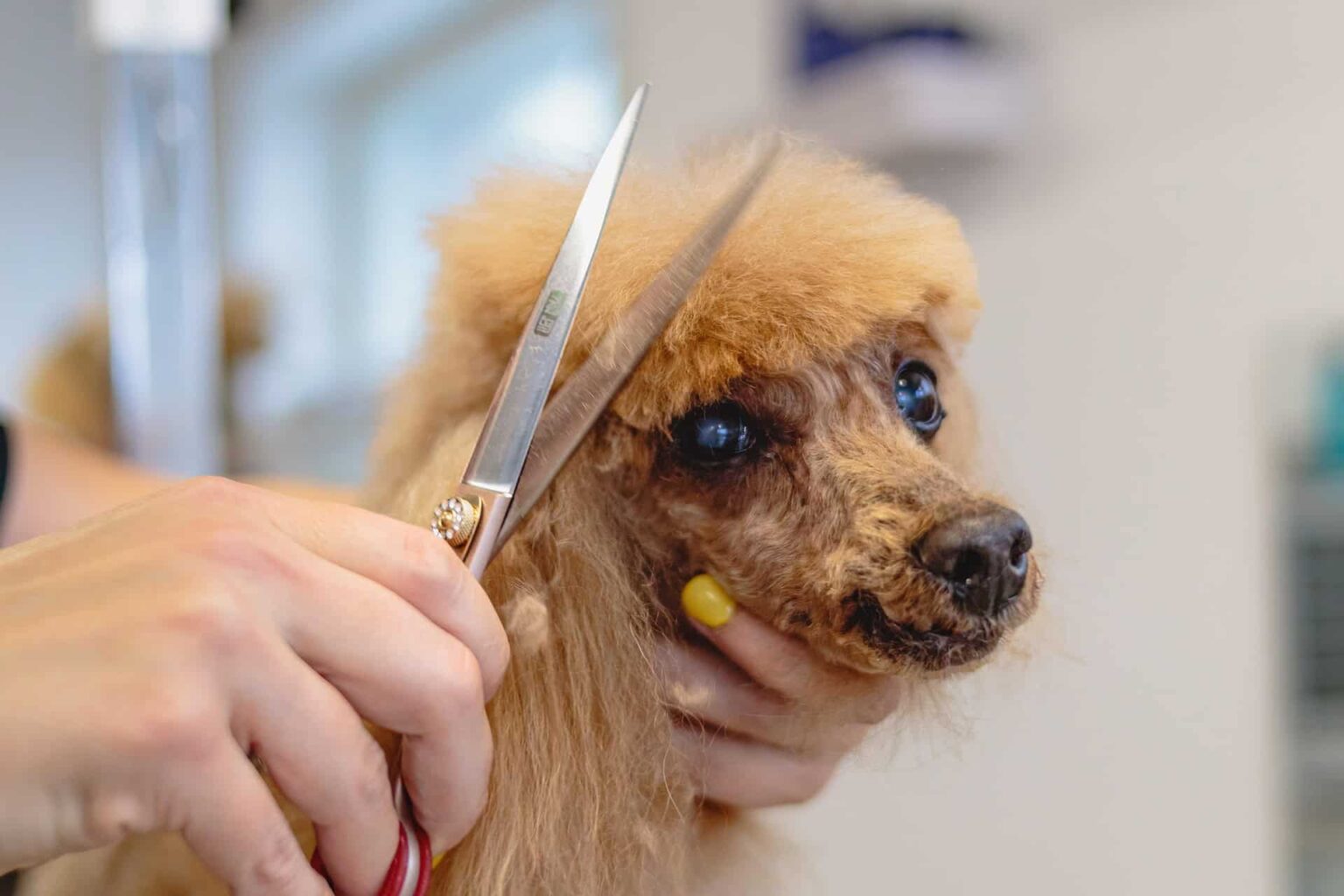 Hundefriseur in Wien mit Online-Termin buchen